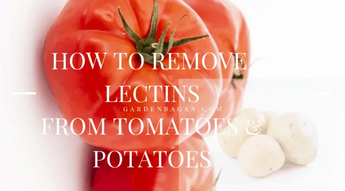 Does baking potatoes remove lectins?