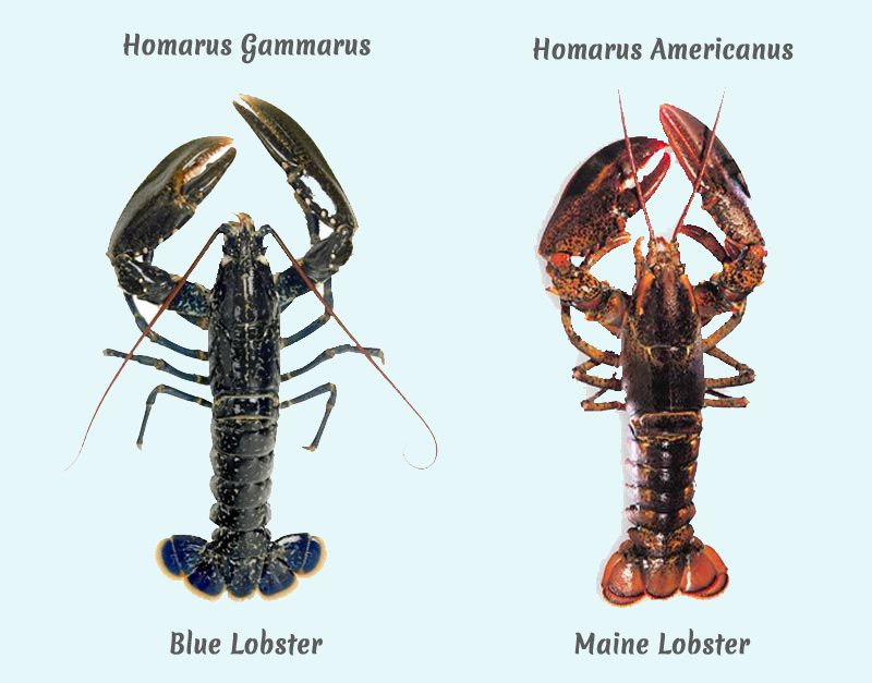 Does blue lobster taste different?
