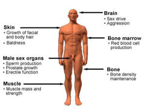 Does bone broth increase testosterone?