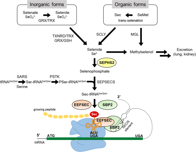 Does calcium interfere with selenium absorption?