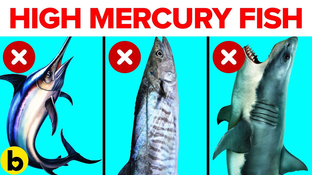 Does canned mackerel have a lot of mercury?