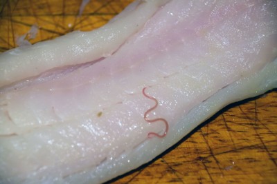 Does cod always have worms?
