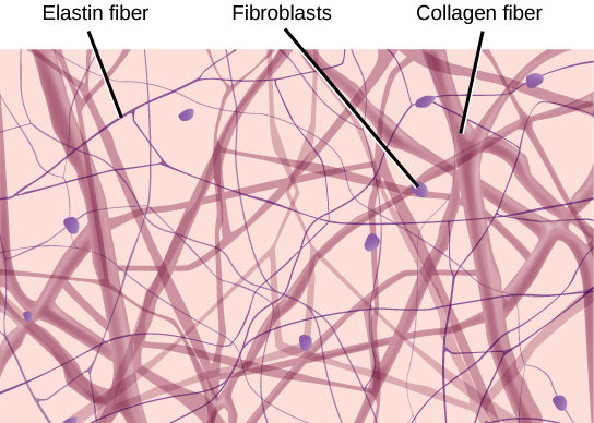 Does collagen help connective tissue?