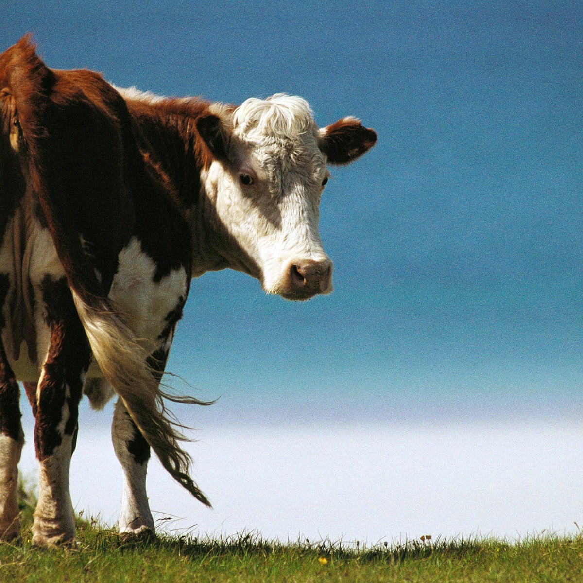 Does cow farts pollute the air?