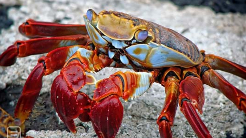 Does crab make you smarter?