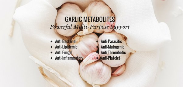 Does crushing garlic release allicin?