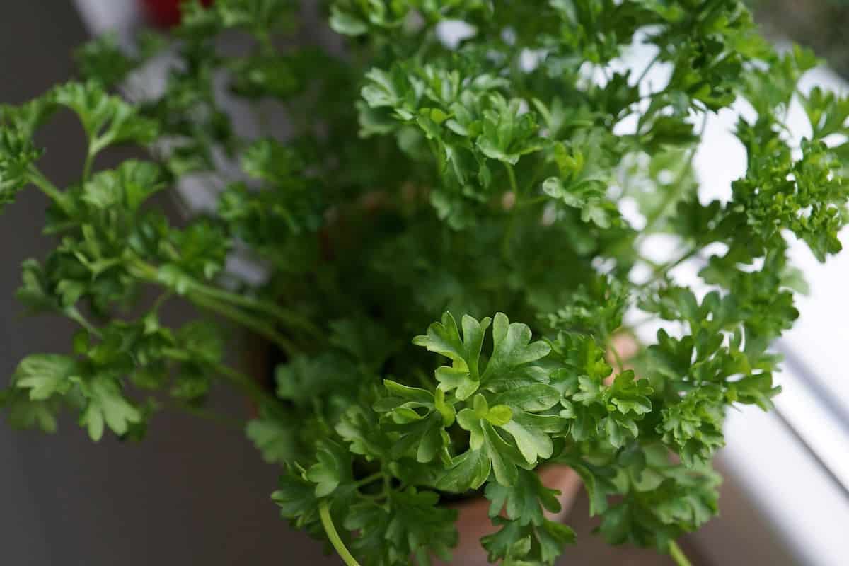 Does dried parsley have any flavor?