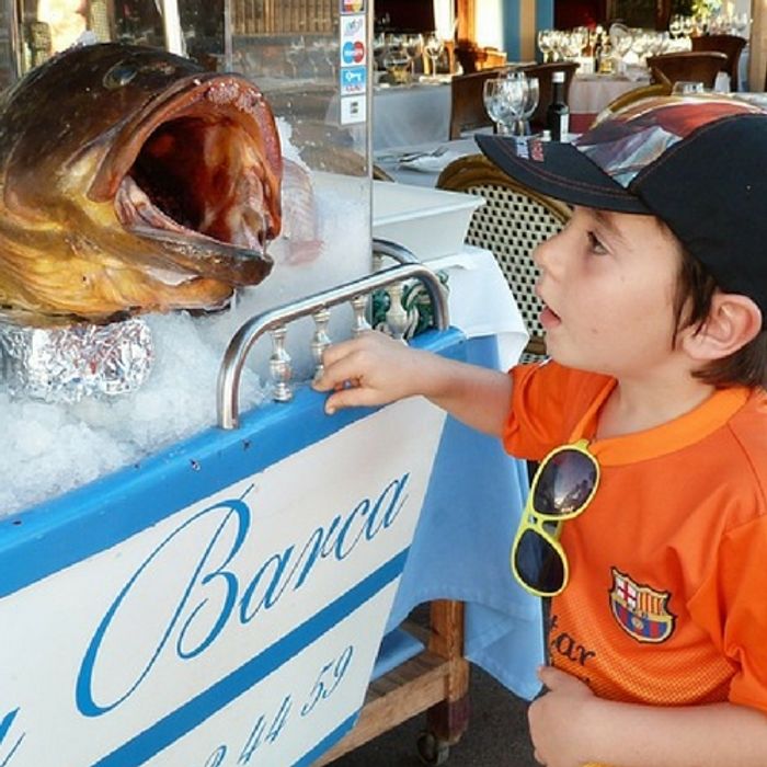 Does eating fish brains make you smarter?