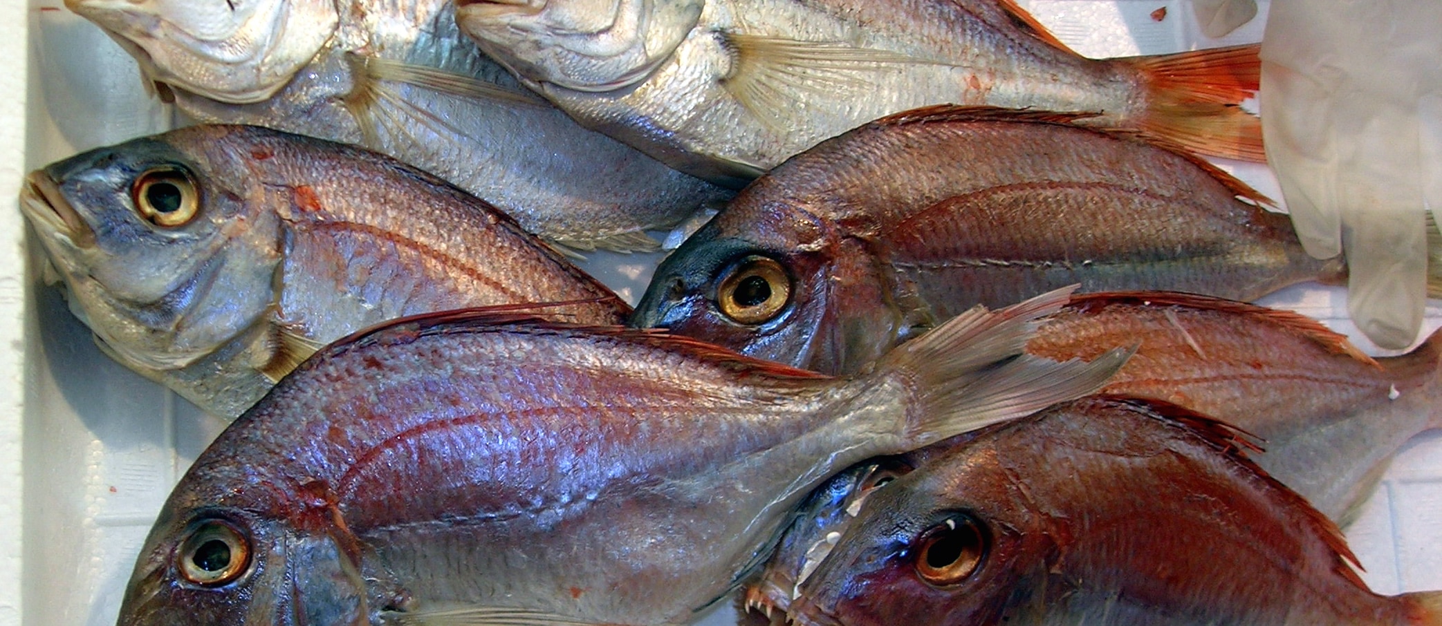 Does eating fish increase blood sugar?