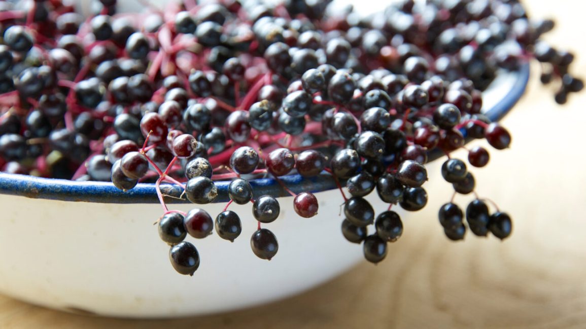 Does elderberry help with bacterial infections?