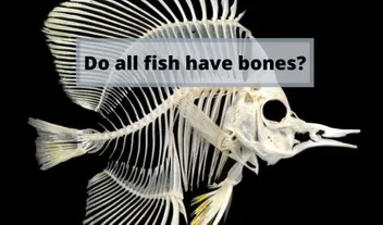Does every fish have bones?