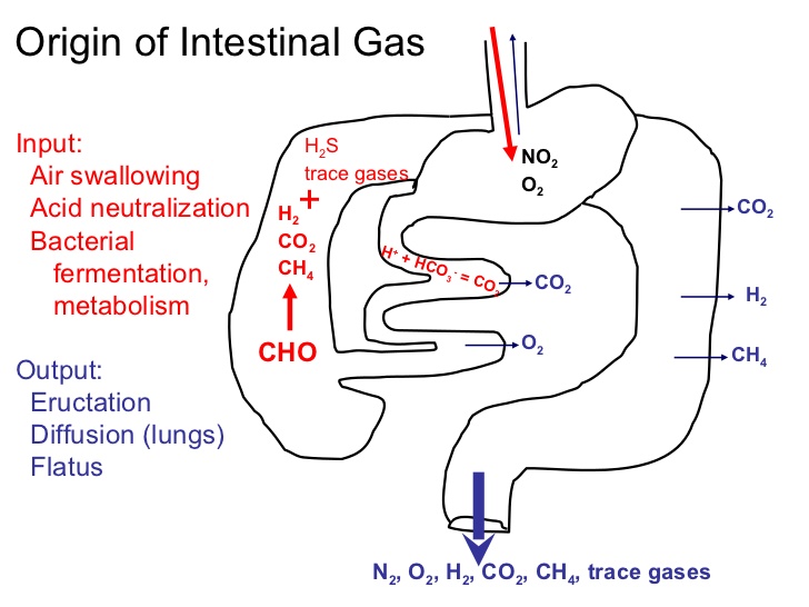 Does fart gas have weight?