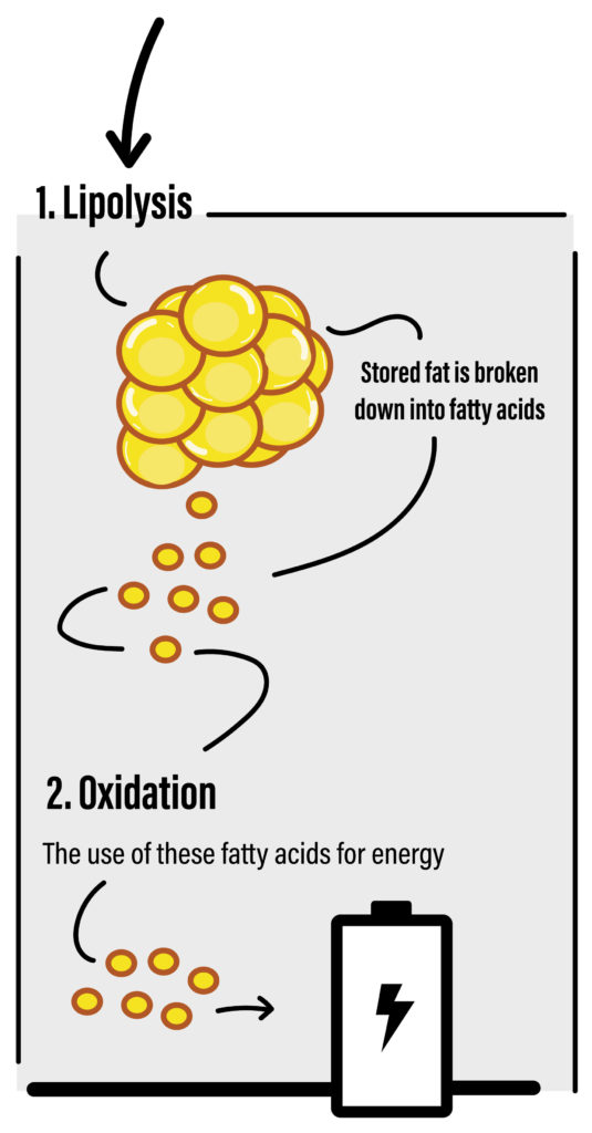 Does fasting after a workout burn fat?