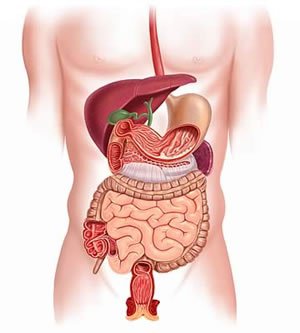 Does fat slow digestion of protein?