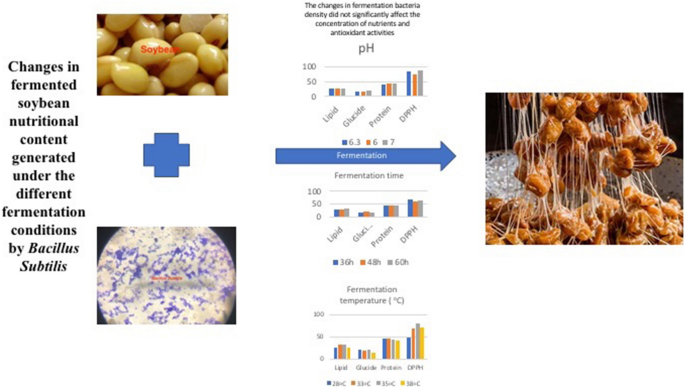 Does fermentation make soybeans more nutritious?