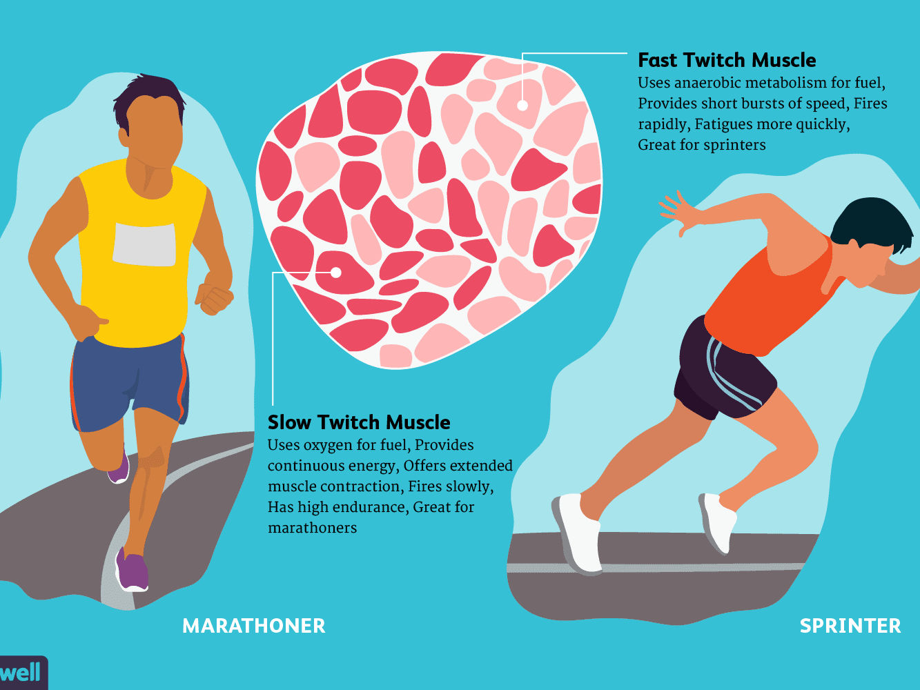 Does fiber increase athletic performance?