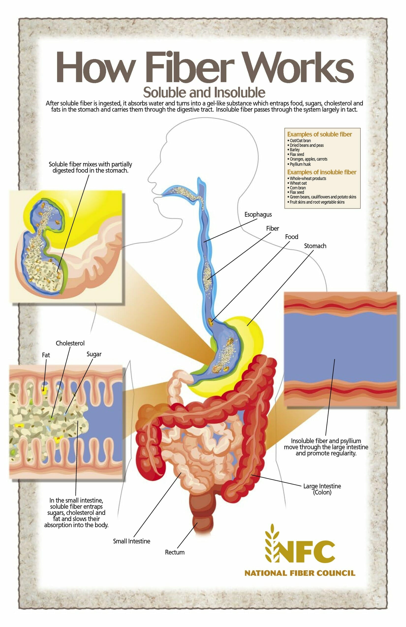 Does fiber reduce absorption?