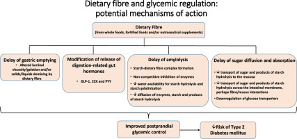 Does Fibre reduce sugar absorption?