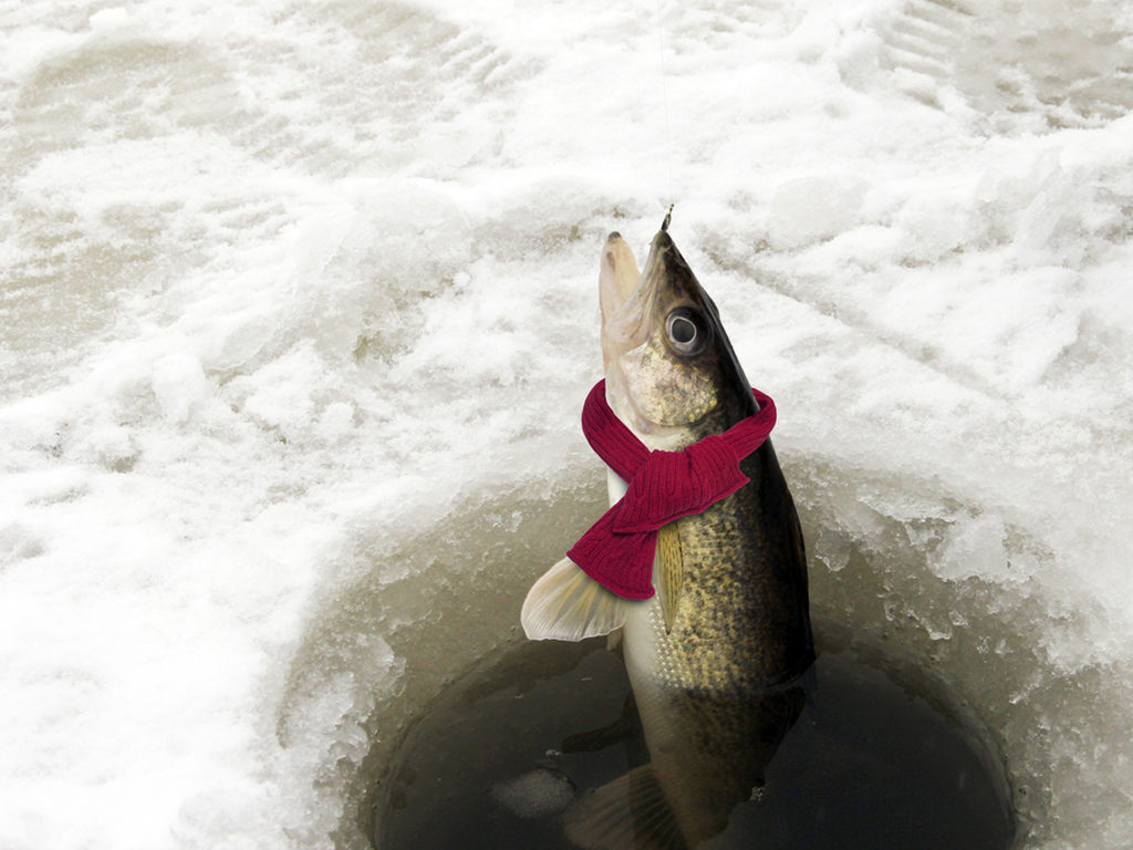 Does fish come out in the cold?