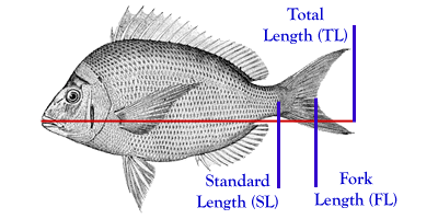 Does fish length include the tail?