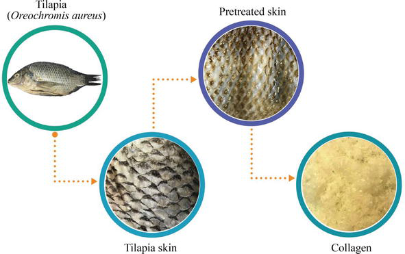 Does fish skin contain collagen?