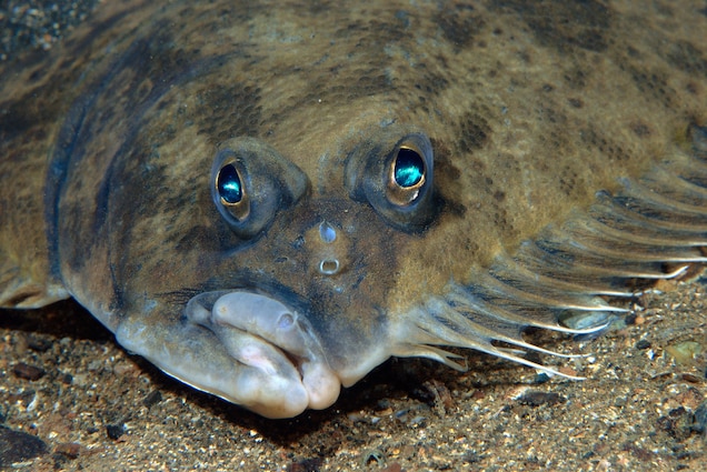 Does flounder have one eye?