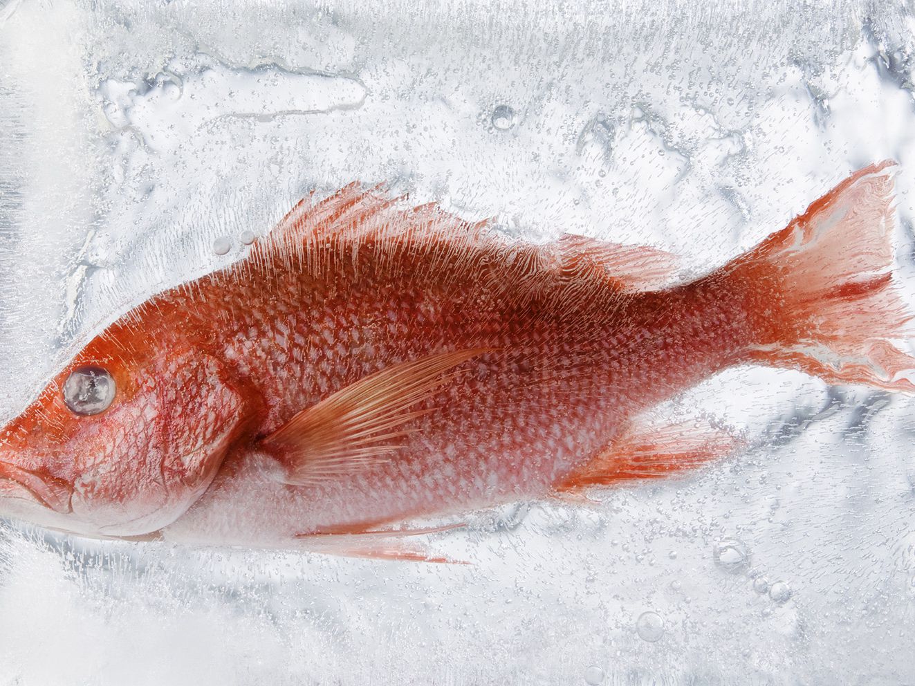 Does freezing make fish safe?