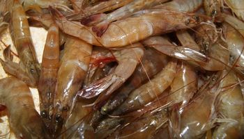 Does freezing shrimp kill bacteria?