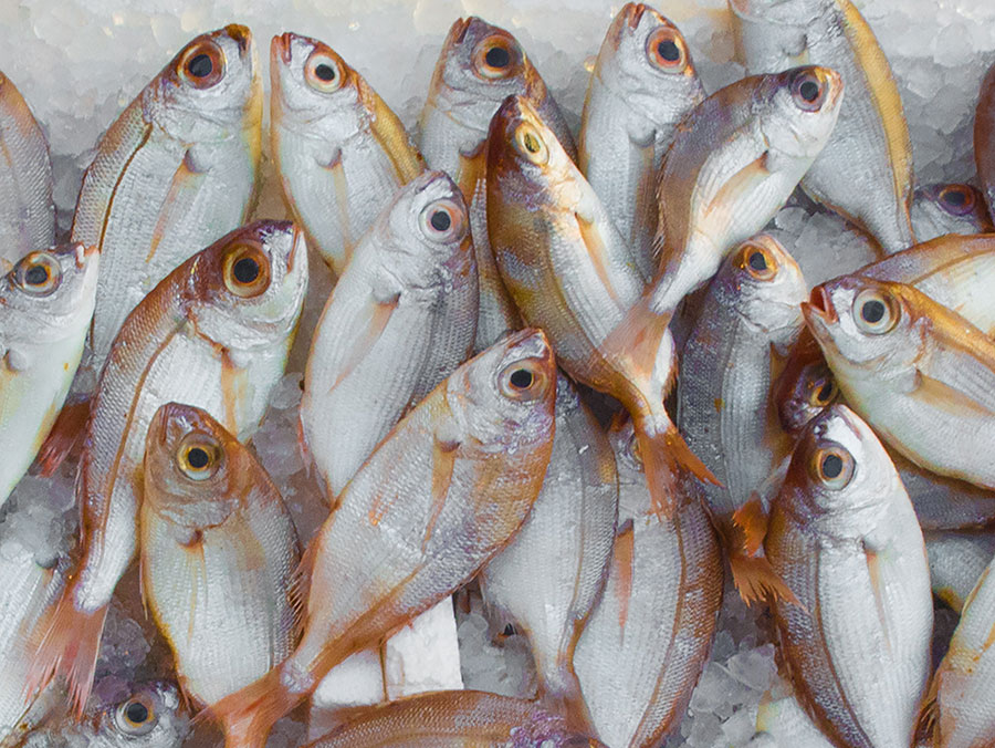 Does frozen fish have less protein?