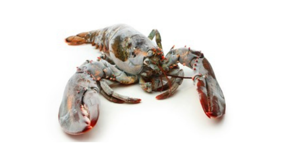 Does frozen lobster go bad?