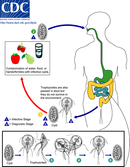 Does Giardia affect the digestive system?