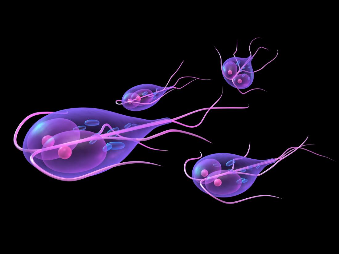 Does Giardia cause indigestion?