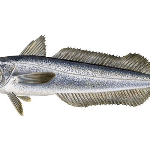 Does hake fish have another name?