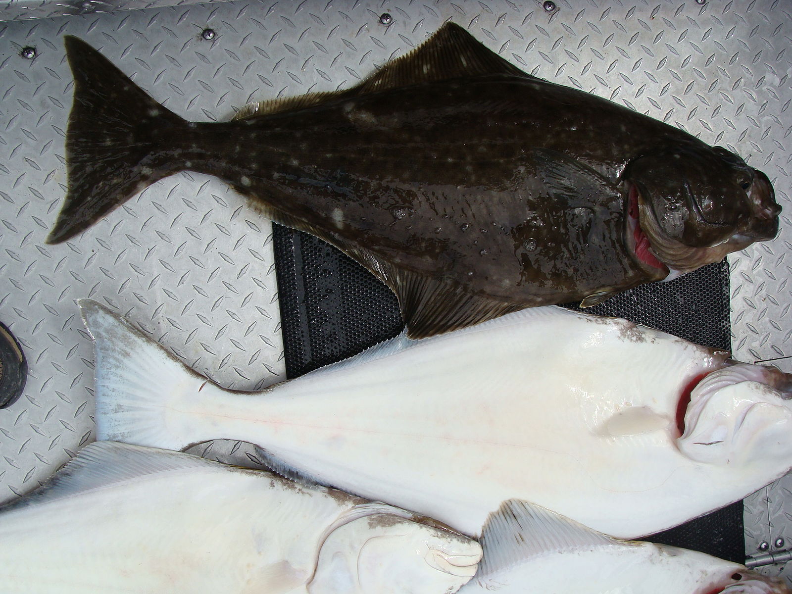 Does halibut have a smell?
