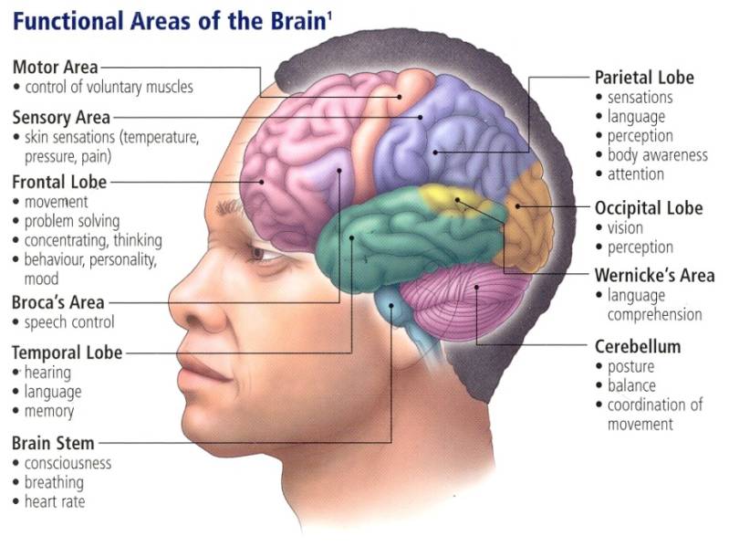 Does having a seizure damage the brain?