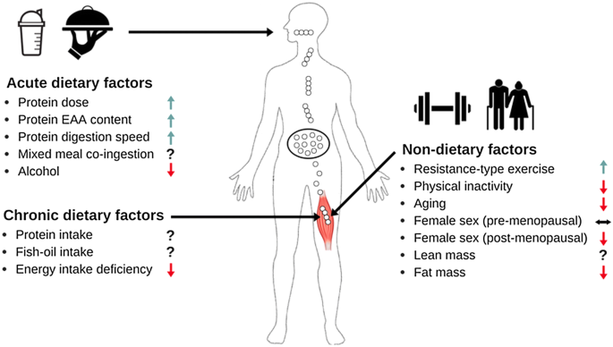 Does ingesting protein speed the recovery of muscles?