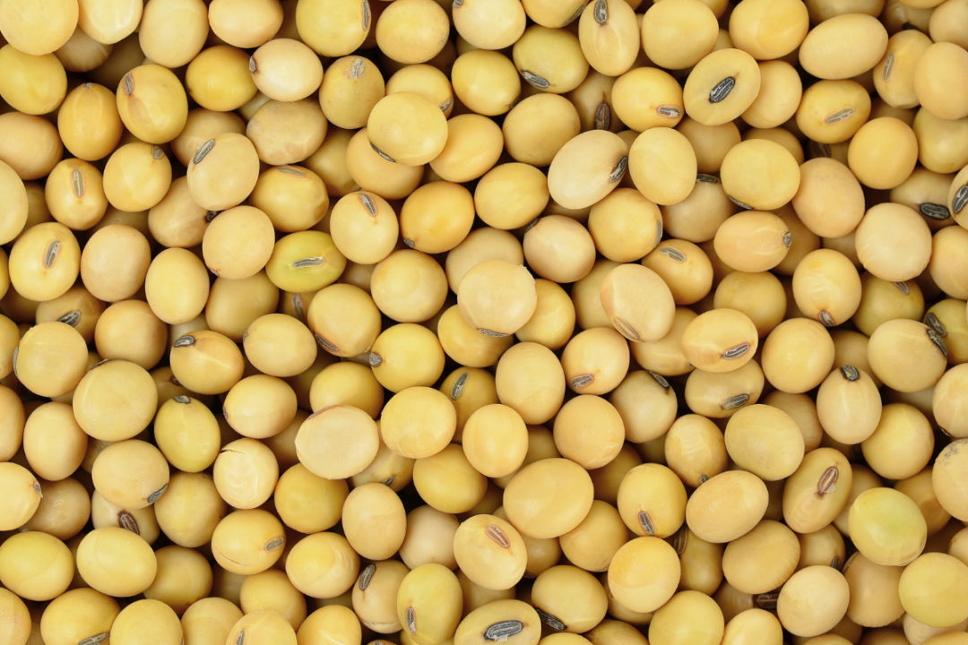 Does Japan produce soybeans?