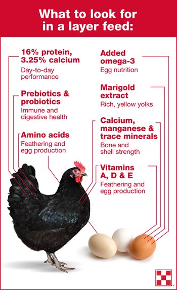 Does layer feed make chickens lay eggs?