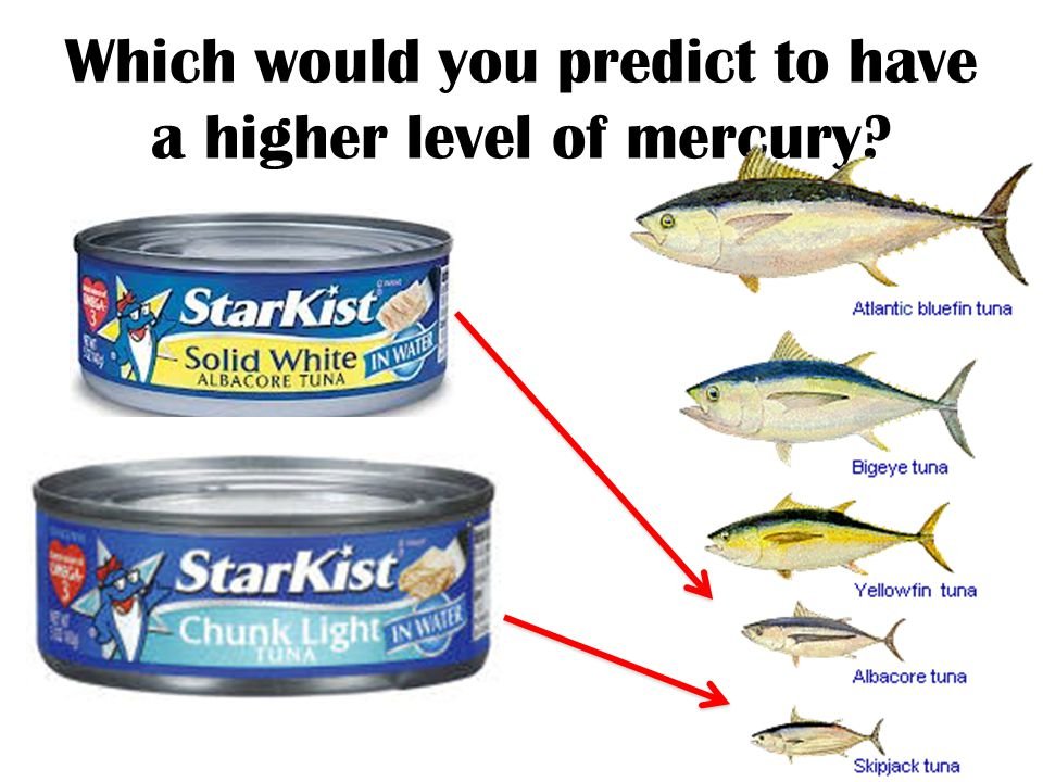 Does light tuna have a lot of mercury?