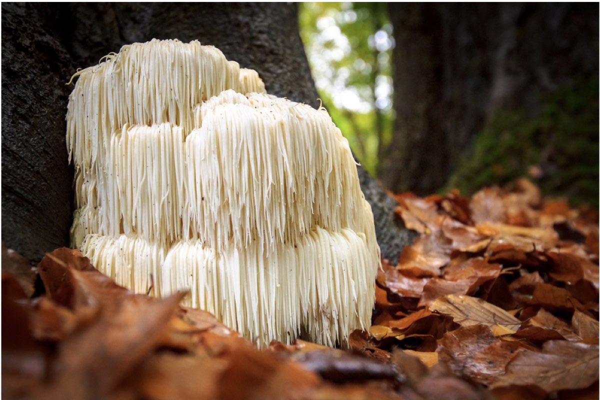 Does lion's mane make you sleepy?