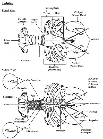 Does lobster have backbone?