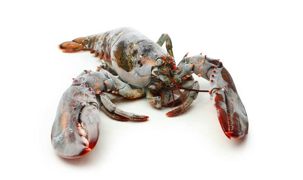 Does lobster need to be frozen?