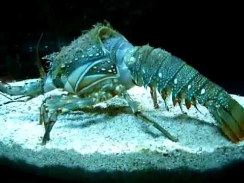 Does lobster shed skin?