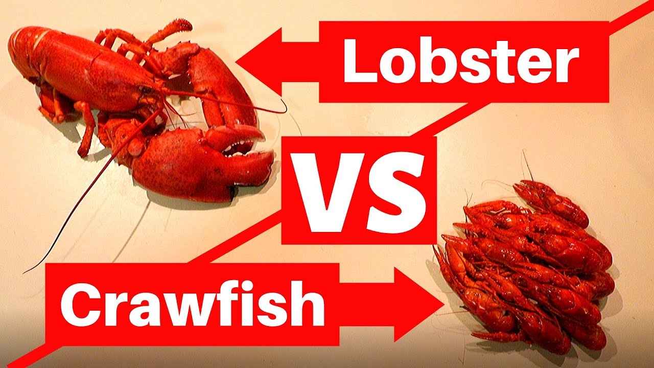 Does lobster taste better than crayfish?