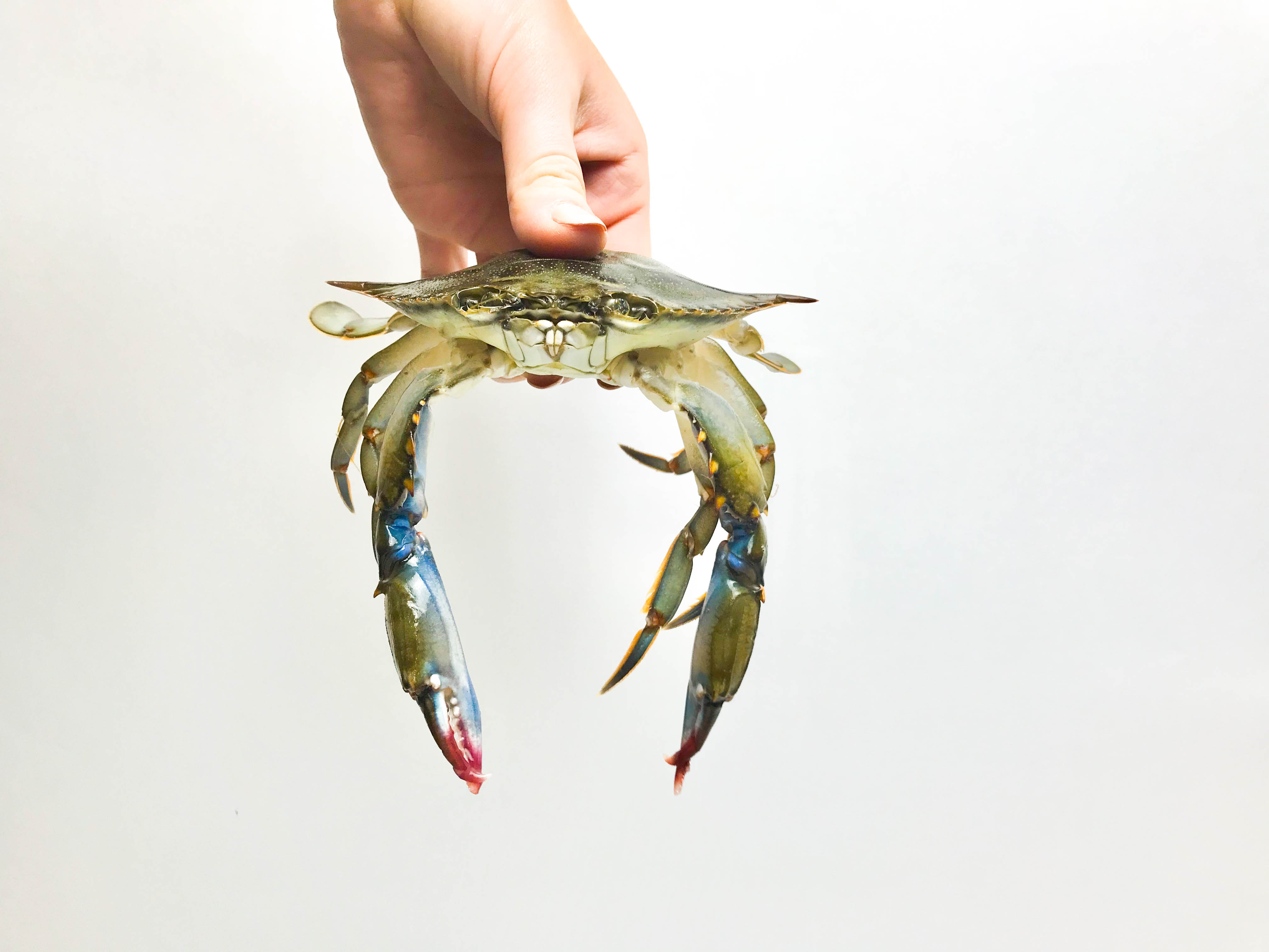Does Maine have soft shell crab?