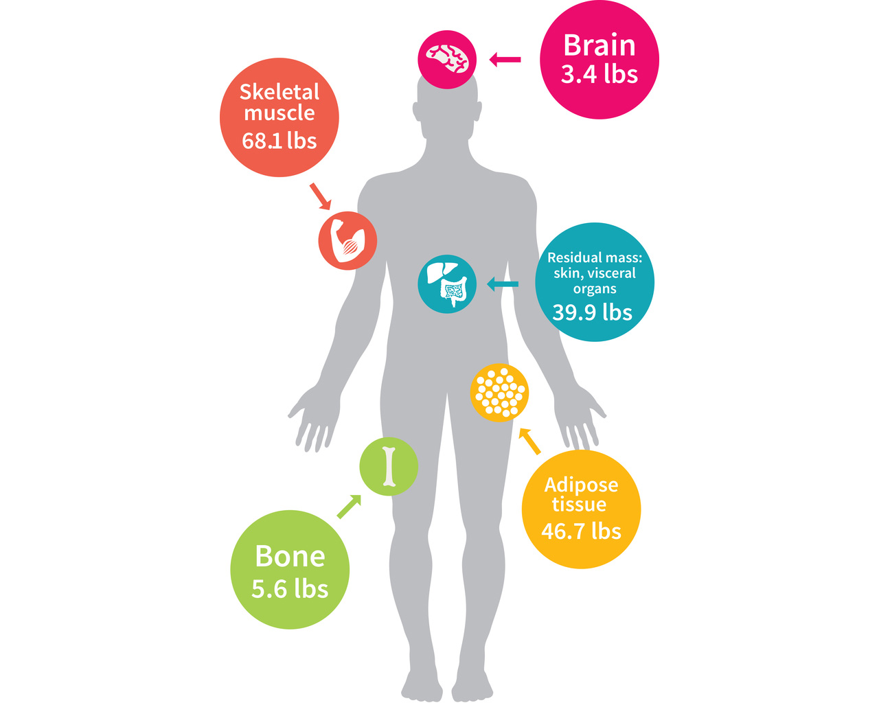 Does metabolism help weight loss?