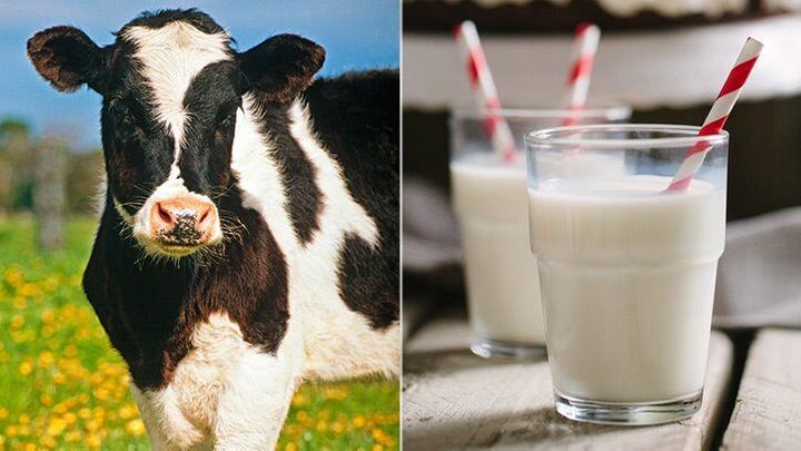 Does milk increase HDL?