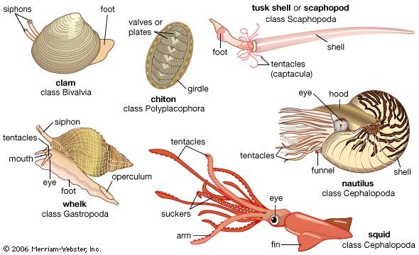 Does Mollusca have two shells?