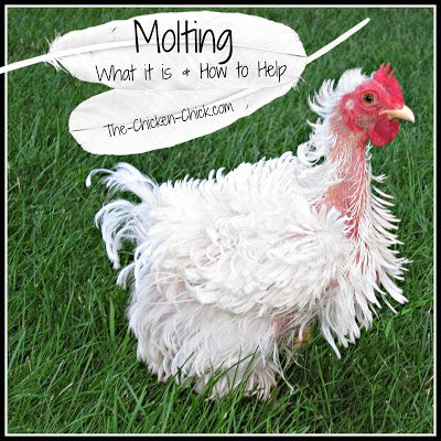 Does molting hurt?