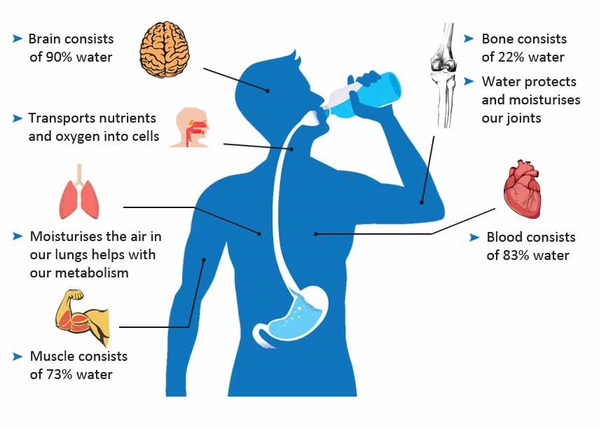 Does not drinking enough water slow down your metabolism?